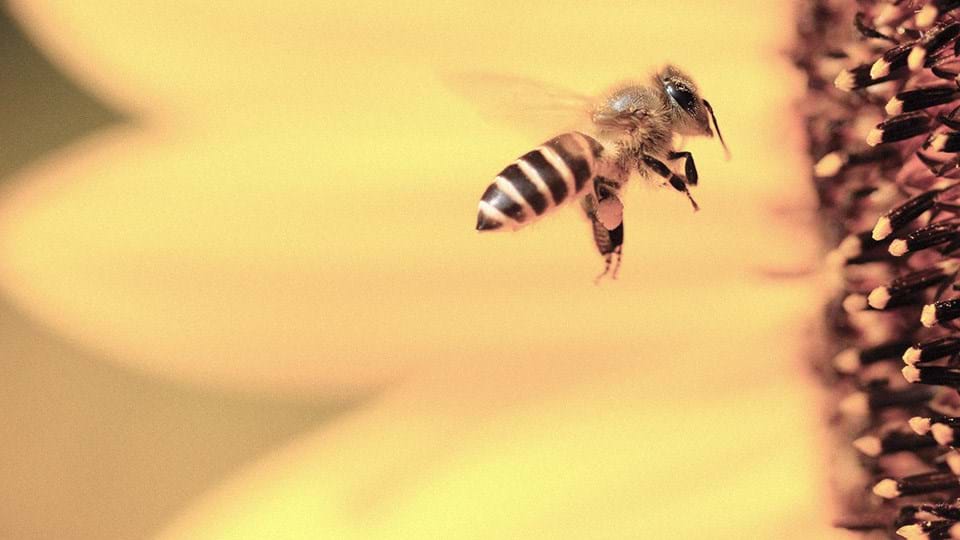 Why we can’t afford our bees to die – Les Mills